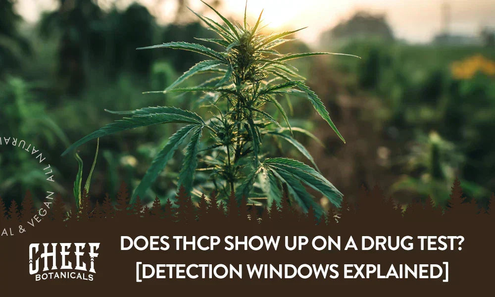 Does THCP Show Up on a Drug Test? [Detection Windows Explained]