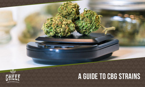 High CBG Strains: 6 Powerfully Potent CBG Buds You Must Try